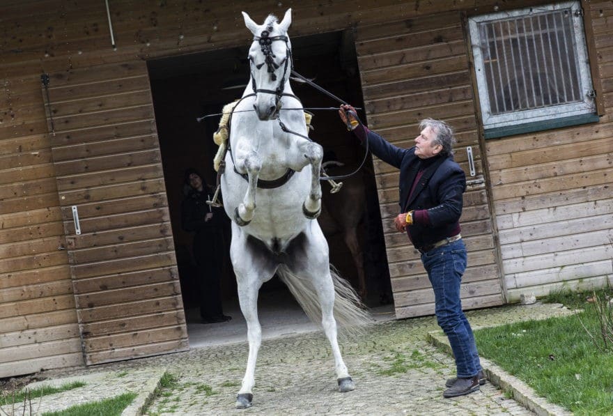 Mario Luraschi : le Cavalier Éclectique | Paris Bazaar